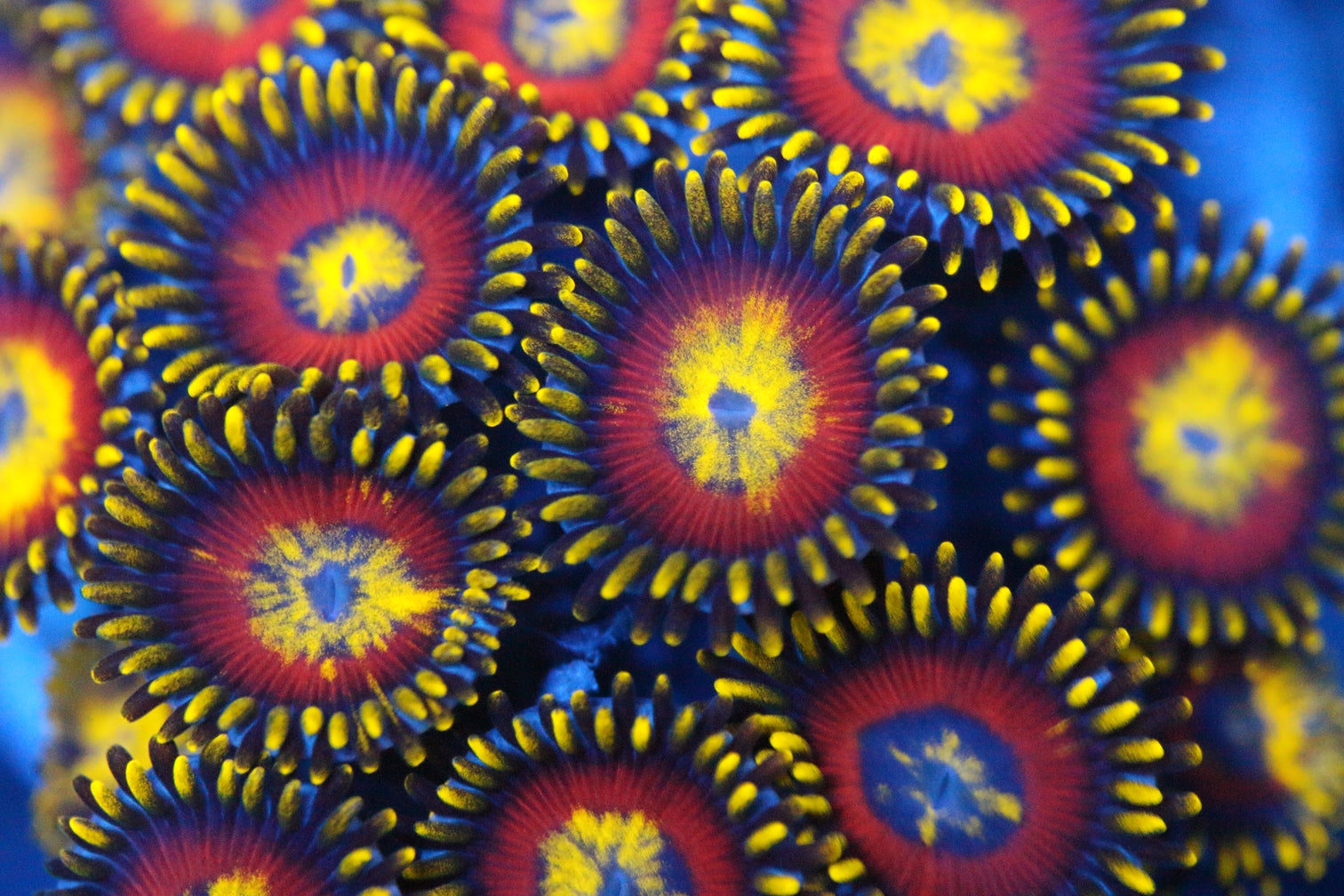 Unlocking the Mysteries of Live Coral Frags: A Journey into the World ...