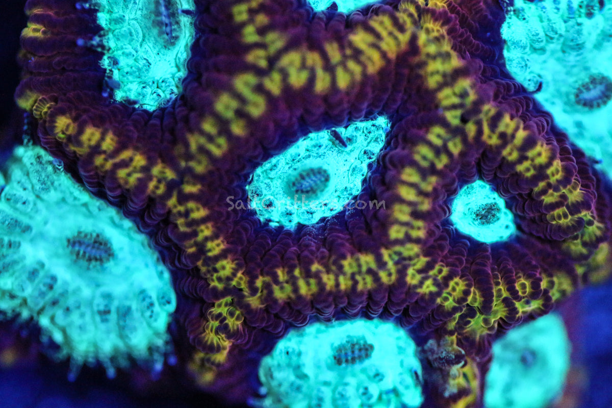 Exploring the Differences: Favia vs. Favites Coral – SaltCritters