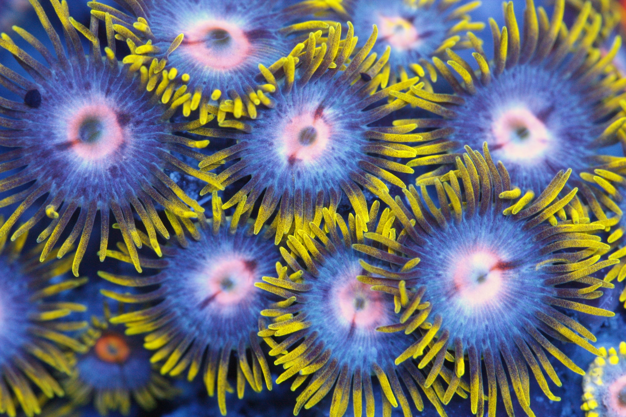 Top 10 Beginner Corals for Reef Tanks | Easy Coral Care Guide ...