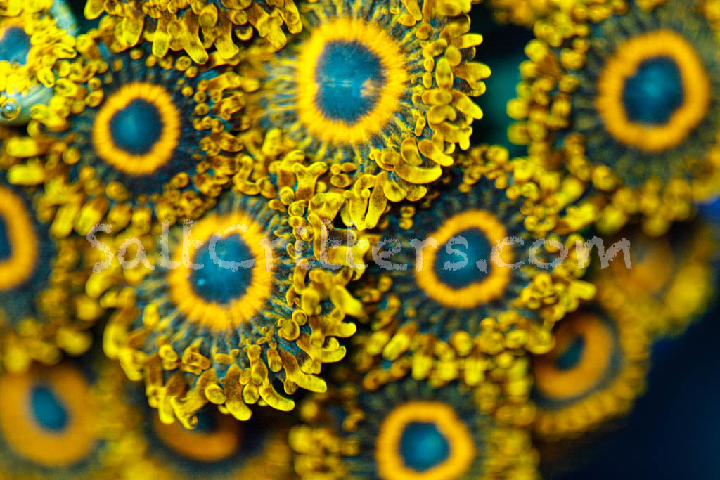 Unlocking the Art of Coral Fragging: A Comprehensive Guide – SaltCritters