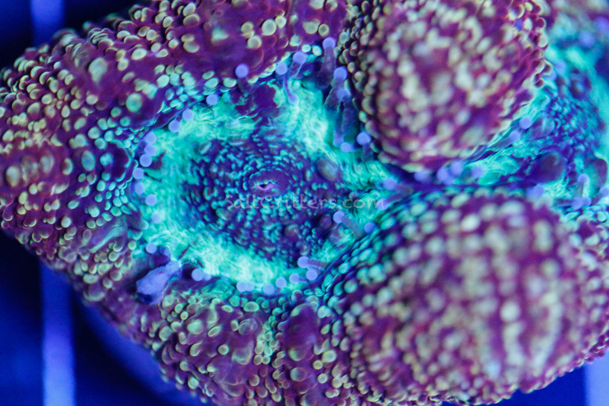 Exploring the Mysteries of Coral Longevity: How Long Do Corals Live ...