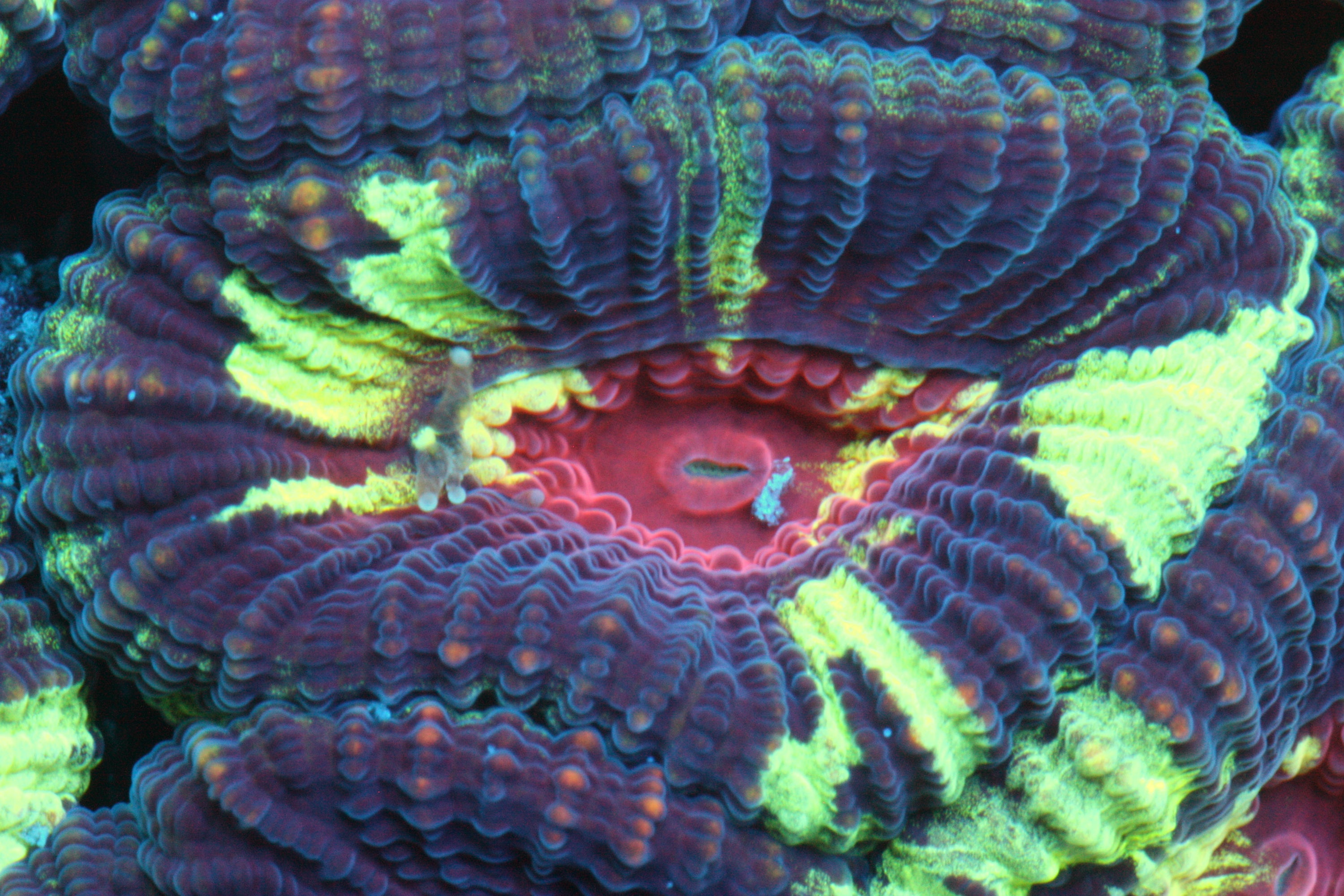 The Ultimate Guide to Coral Feeding: What You Need to Know | SaltCritters