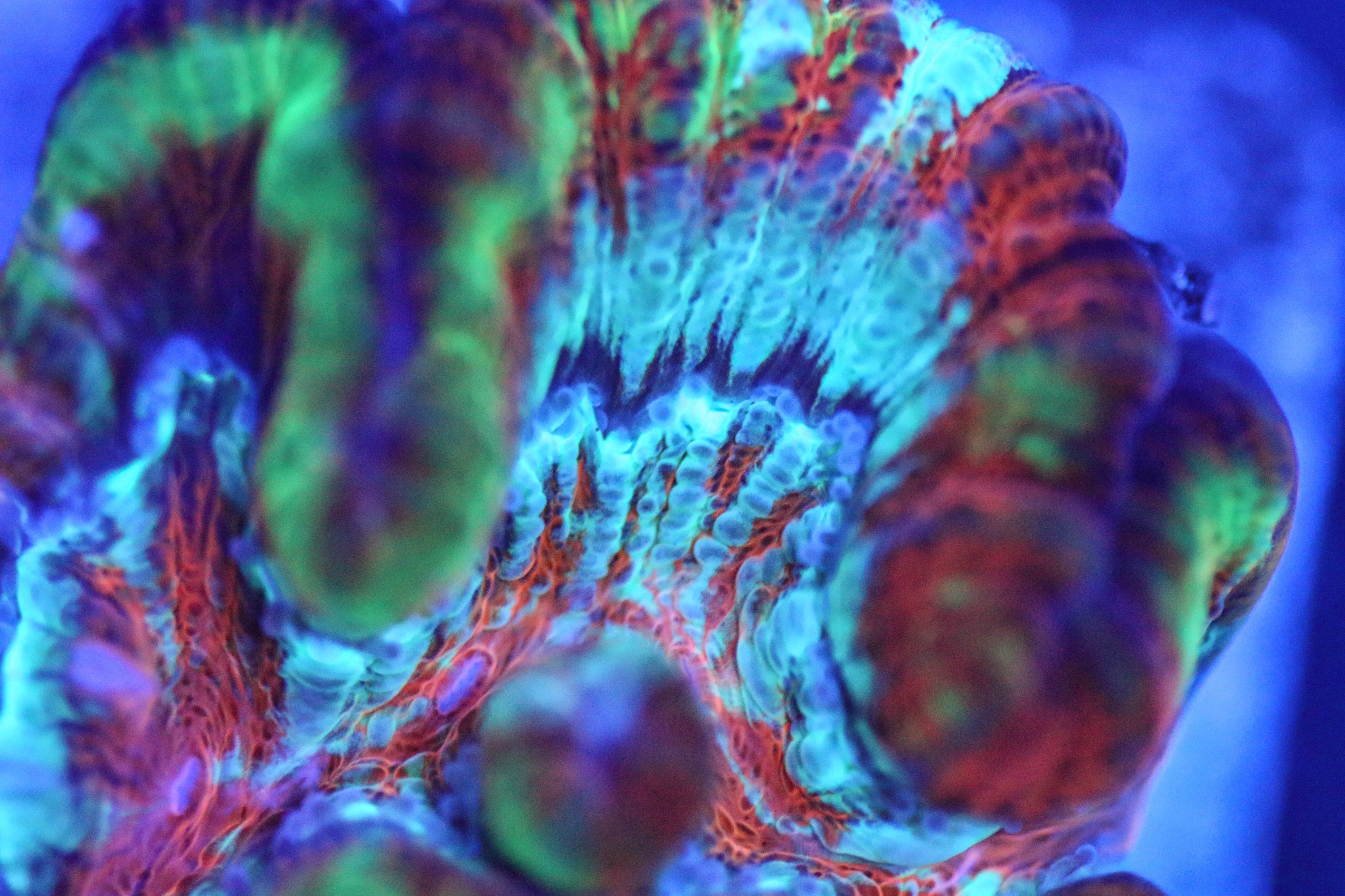 Symphyllia Wilsoni Coral Collection | Stunning LPS Corals at SaltCritters