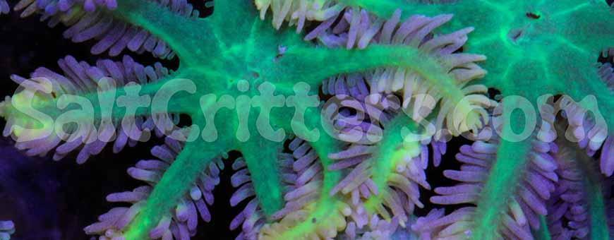 Soft Coral Collection | Vibrant Marine Life at SaltCritters