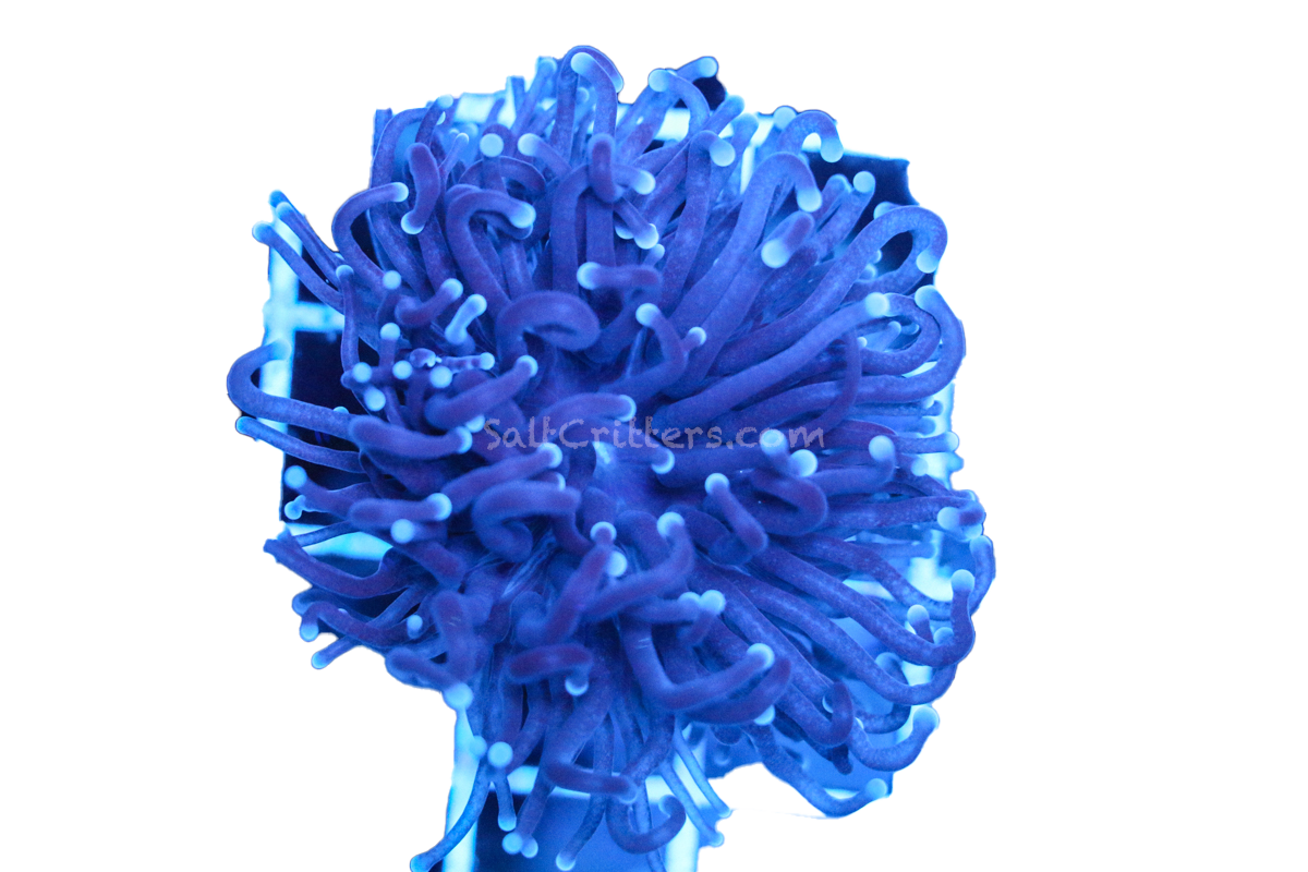 Purple Tip Torch Coral – SaltCritters