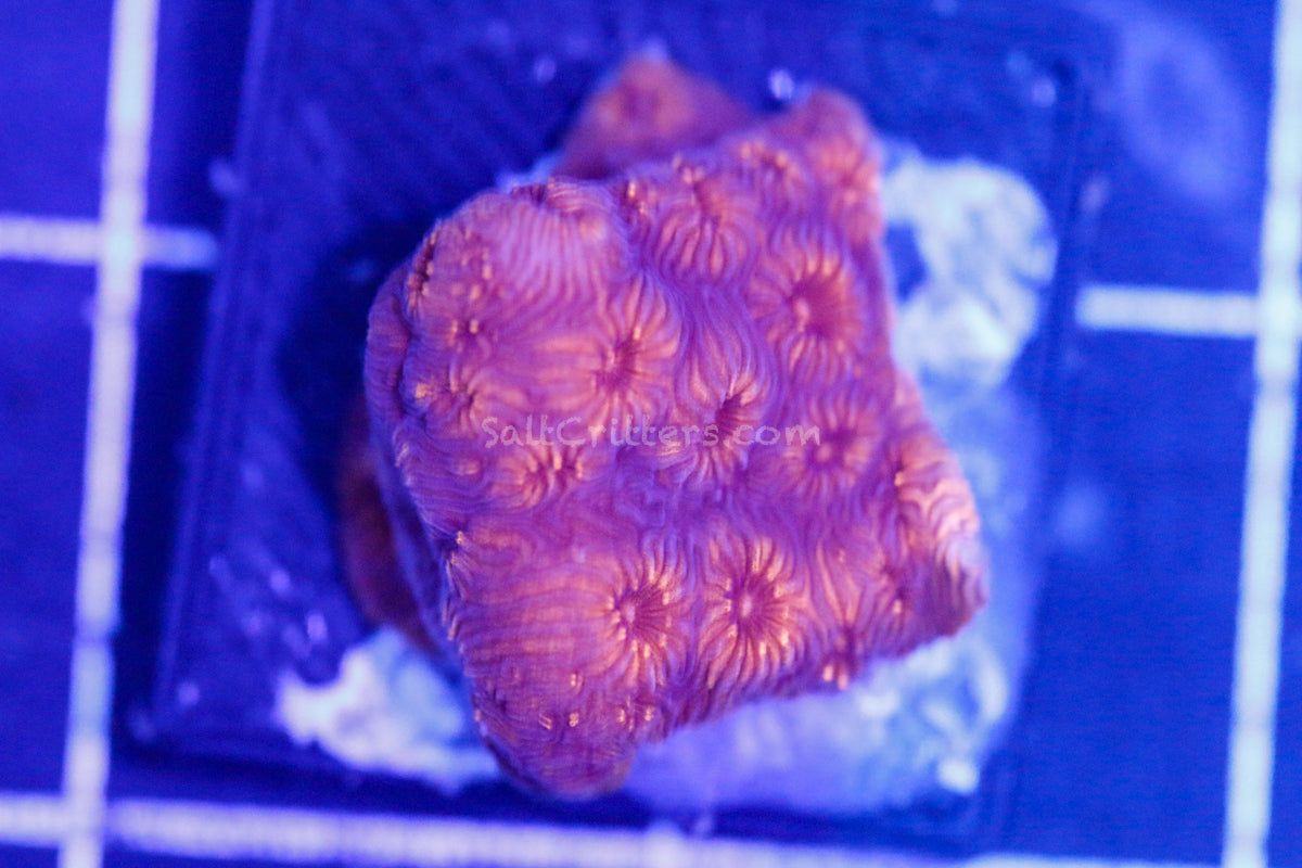 Orange Pavona Coral D26 – SaltCritters
