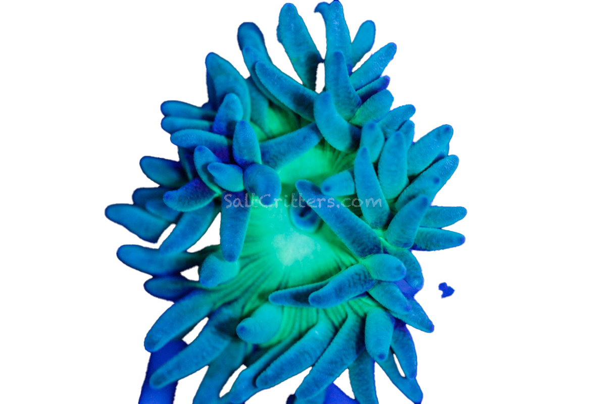 Duncan Coral For Sale | Vibrant LPS Corals at SaltCritters