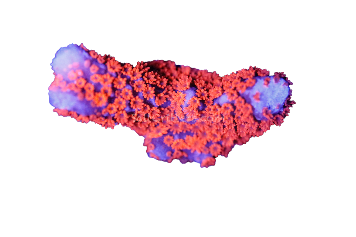 Red Montipora Digitata Coral F197 – SaltCritters