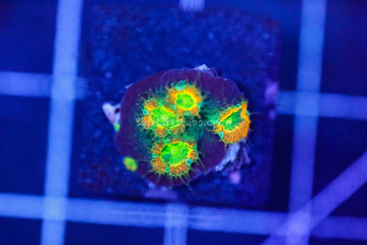 Alien Mutant Hollywood Stunner Chalice Coral F311 – SaltCritters