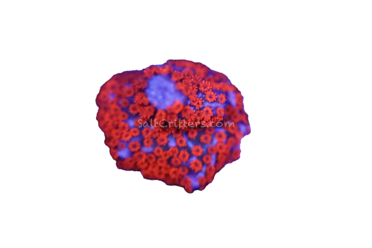 Red Montipora Digitata Coral F38 – SaltCritters