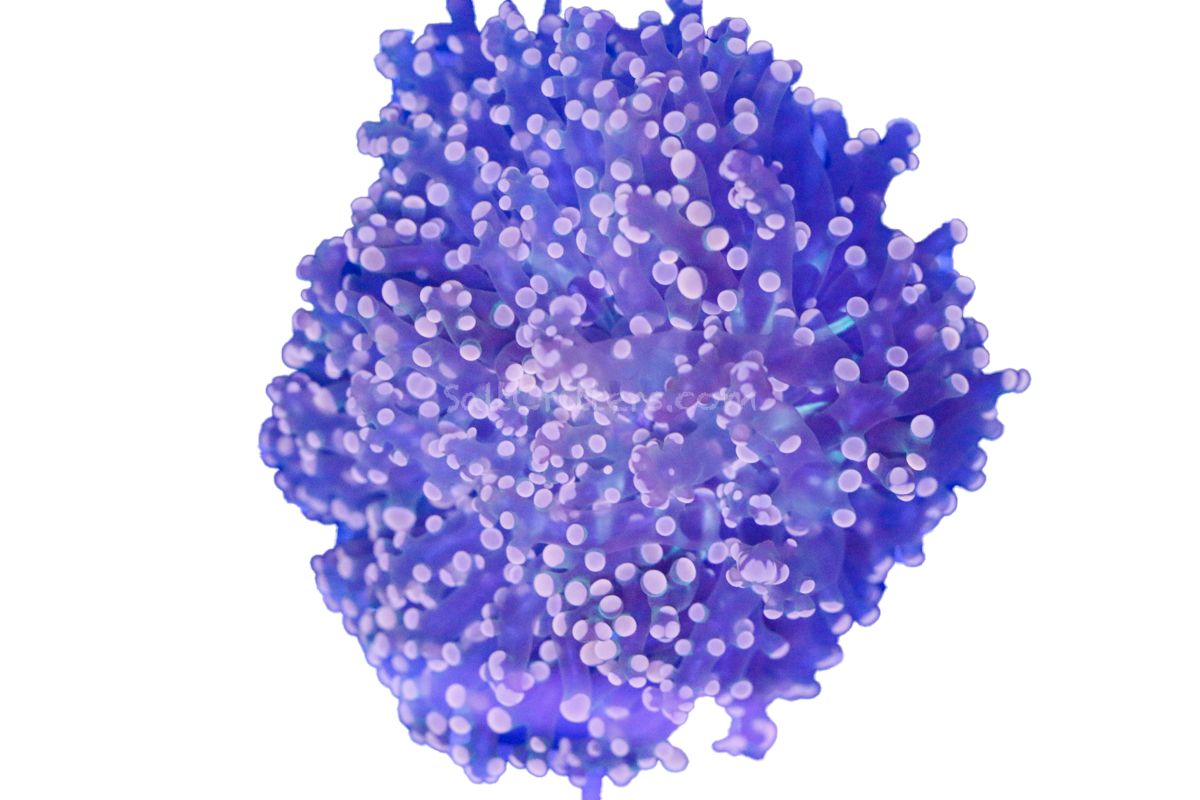 Orange Frogspawn Coral Frag – Vibrant Coral for Reef Tanks | SaltCritters