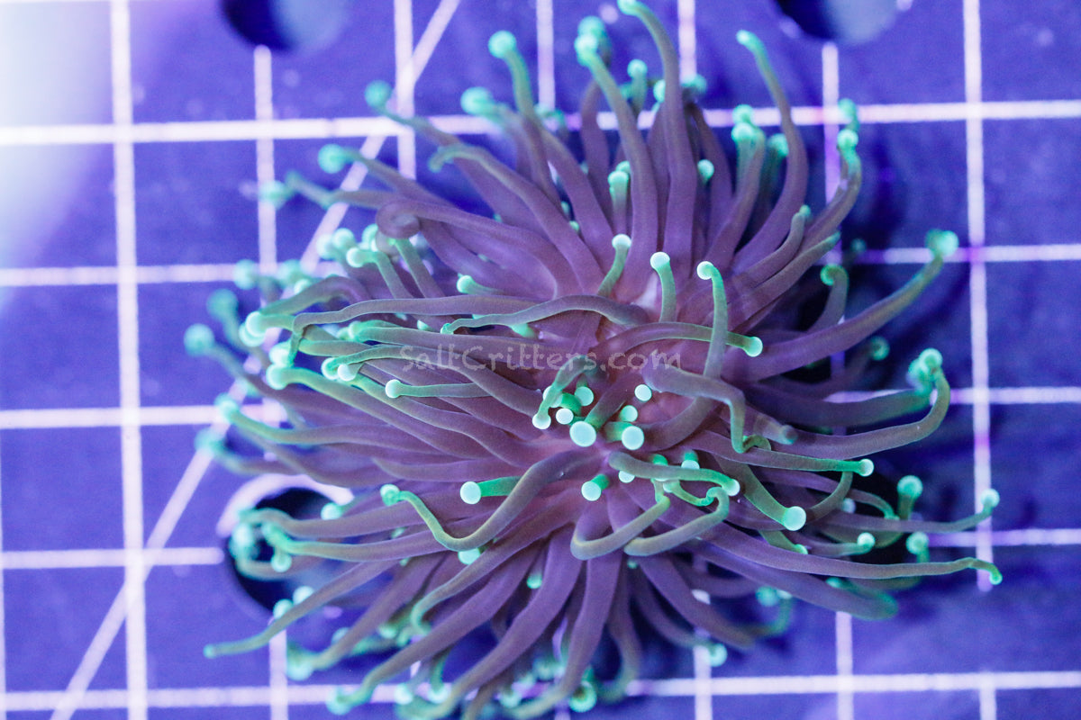 Dragon Soul Torch Coral Frag – Stunning Coral for Reef Tanks | SaltCritters