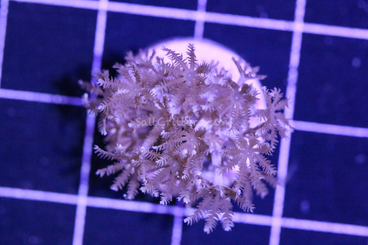 Pulsing Xenia Coral Frag for Sale | SaltCritters