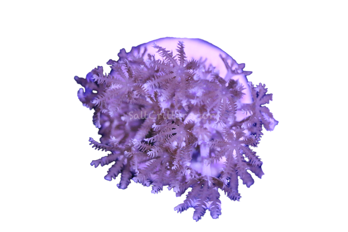 Pulsing Xenia Coral Frag for Sale | SaltCritters