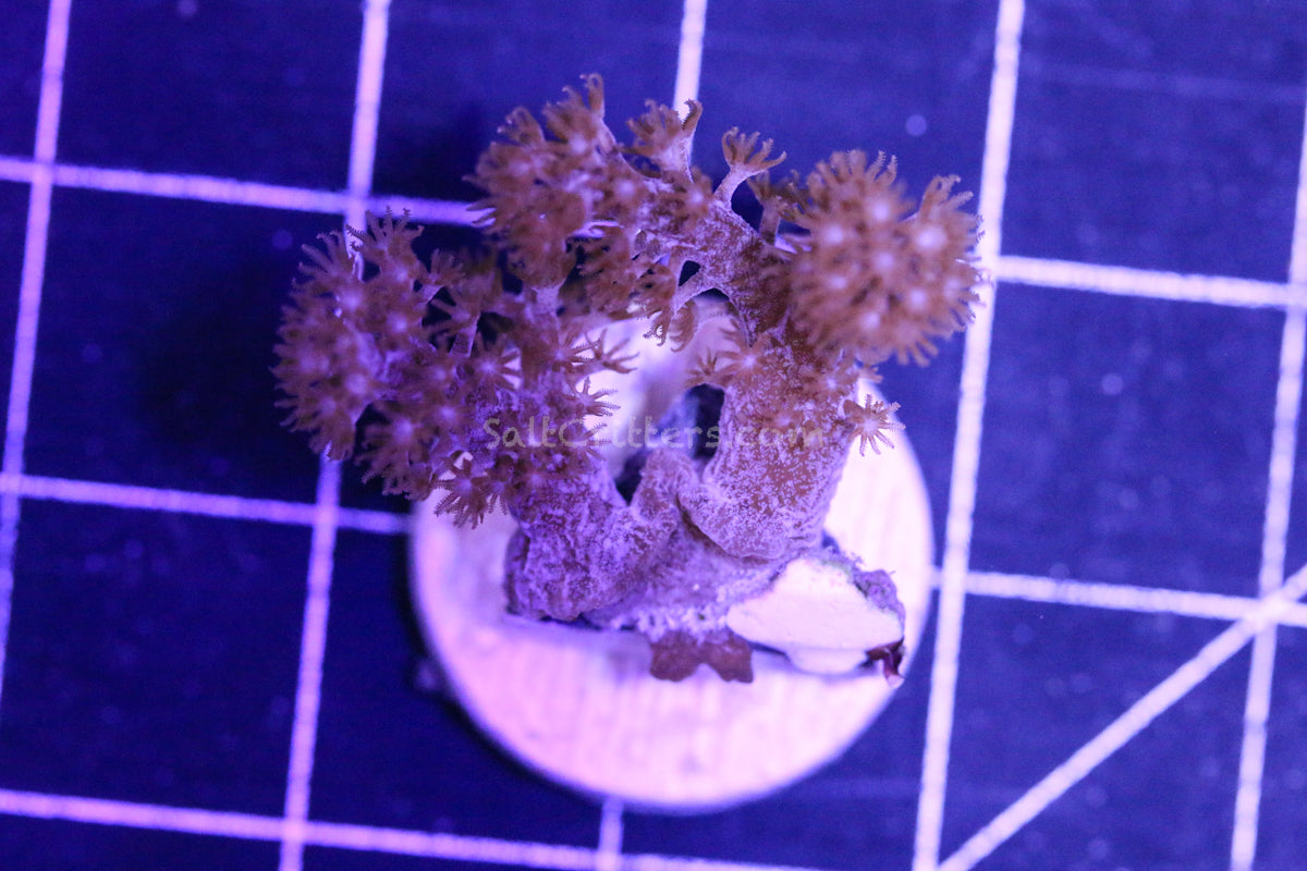 Kenya Tree Coral Frag – Hardy Coral for Reef Tanks | SaltCritters
