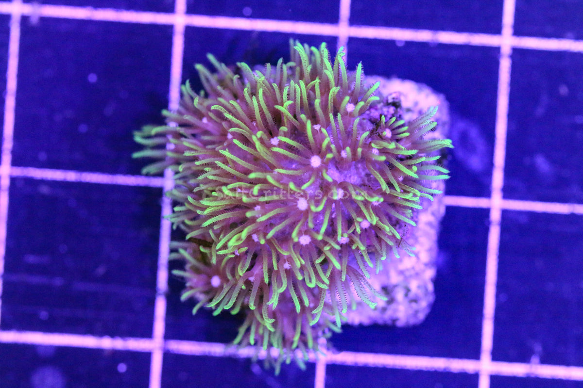 Green Star Polyp Coral Frag for Sale with Blue Center – SaltCritters
