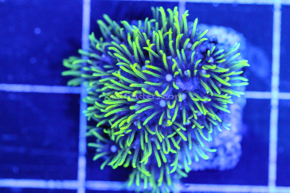 Ultra Green Star Polyp Coral Frag – Bright Green Coral for Vibrant ...