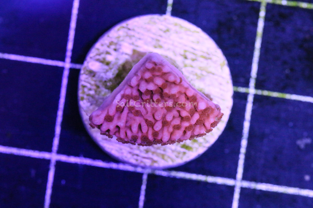 Red Cap Montipora Coral Frag – Vibrant Montipora for Reef Tanks ...