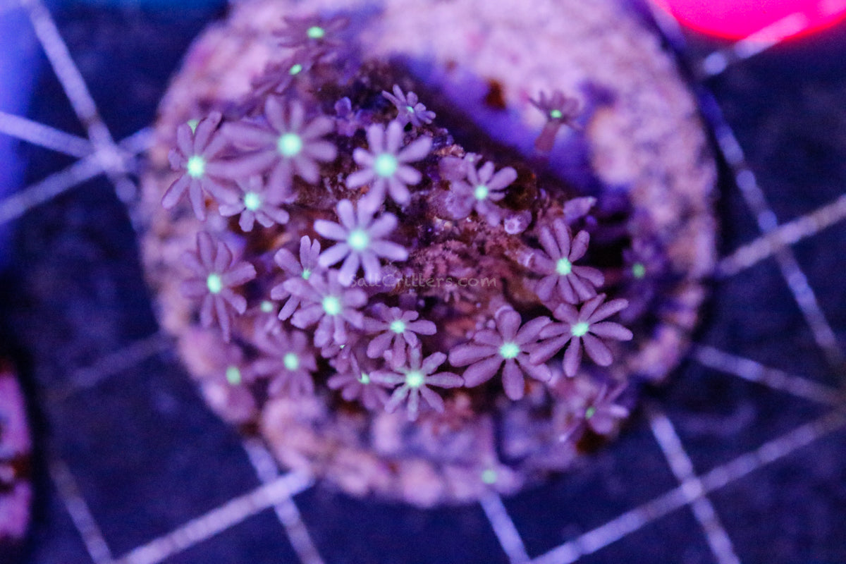 Daisy Polyps Coral Frag | Vibrant, Easy-Care Coral for Reef Tanks ...