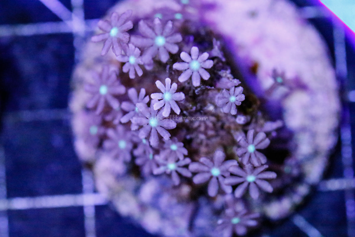 Daisy Polyps Coral Frag | Vibrant, Easy-Care Coral for Reef Tanks ...