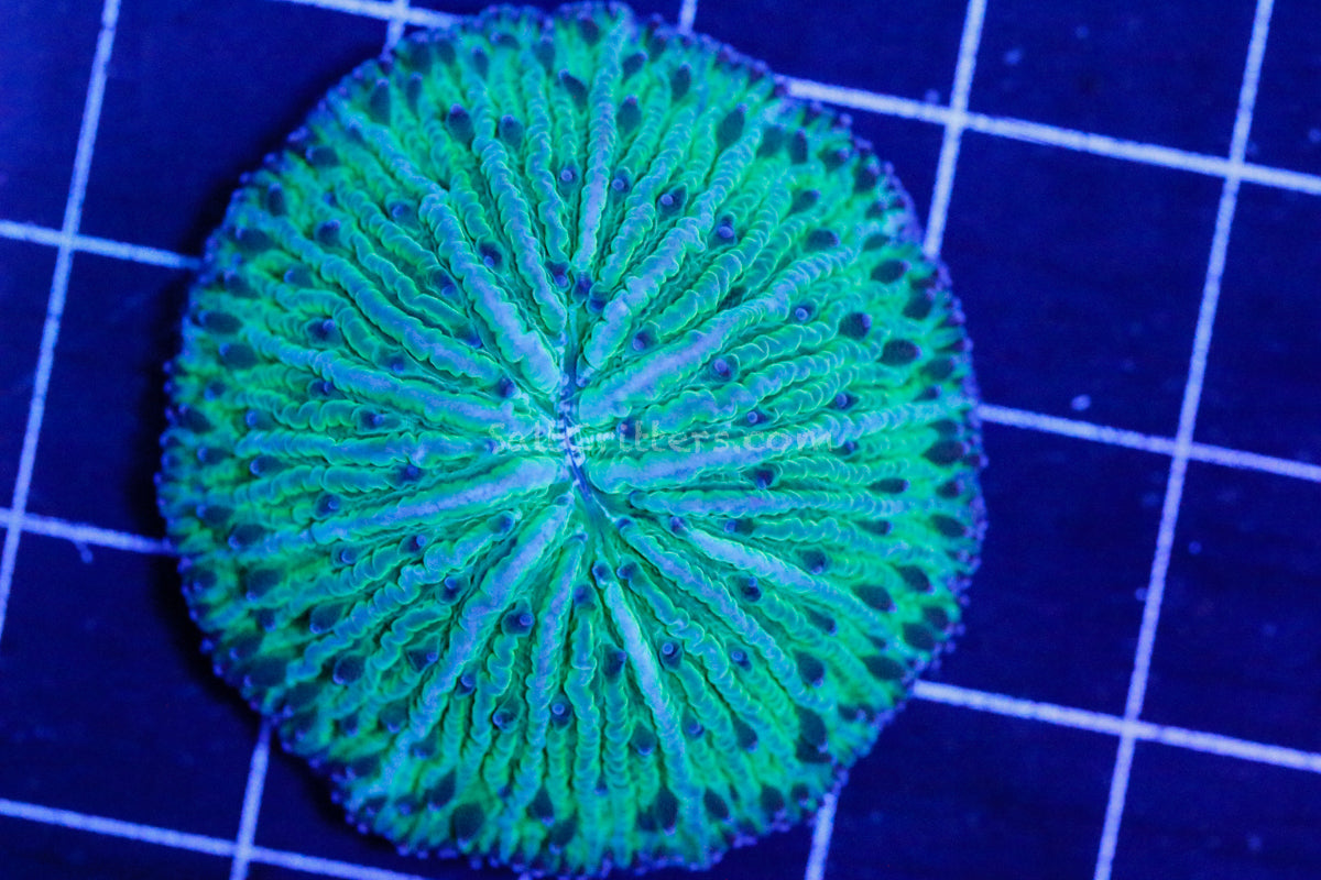 Green Helmet Fungia Plate Coral – SaltCritters