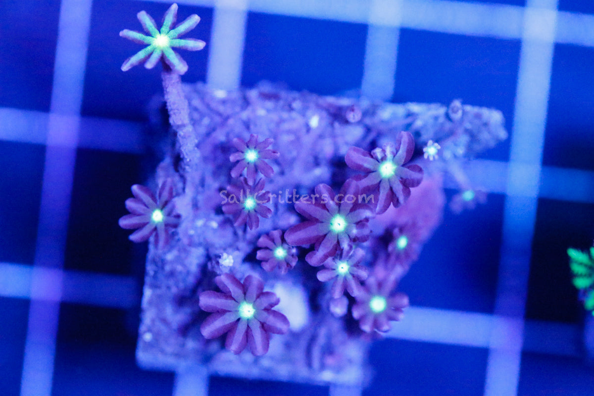 Daisy Polyps Coral Frag | Vibrant, Easy-Care Coral for Reef Tanks ...
