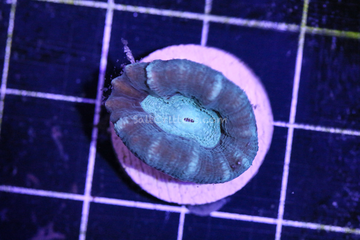 Caulastrea Candy Cane Coral Frag for Sale | SaltCritters