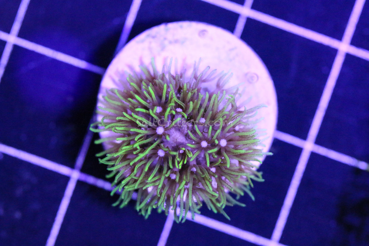 Ultra Green Star Polyp Coral Frag – Bright Green Coral for Vibrant ...