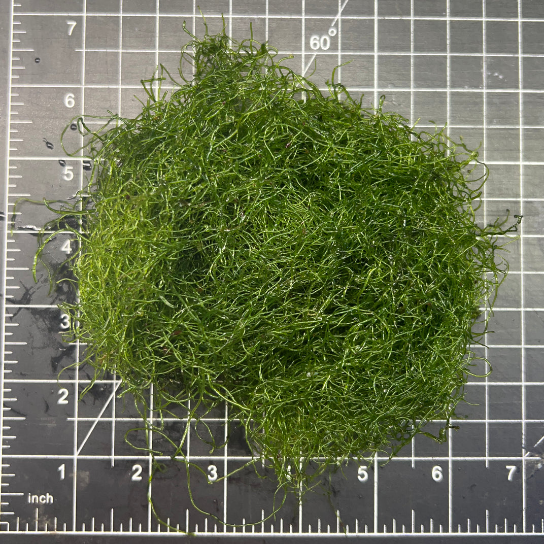 Macroalgae Collection | Natural Nutrient Export for Reef Tanks at ...