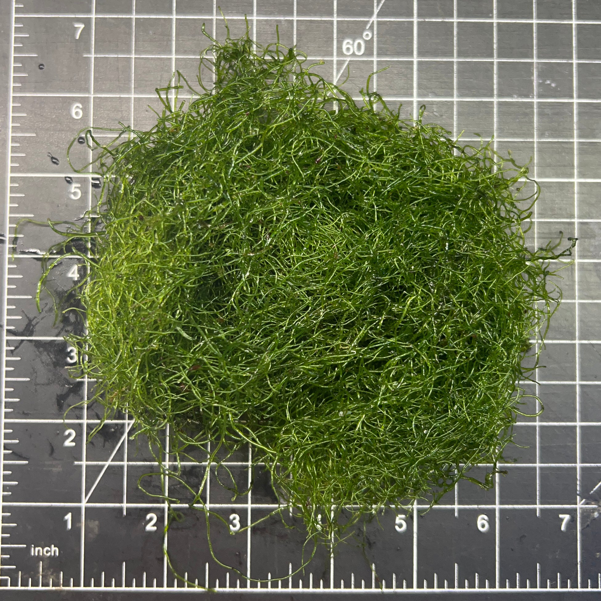 Buy Macroalgae Online | Aquarium Macroalgae for Sale – SaltCritters