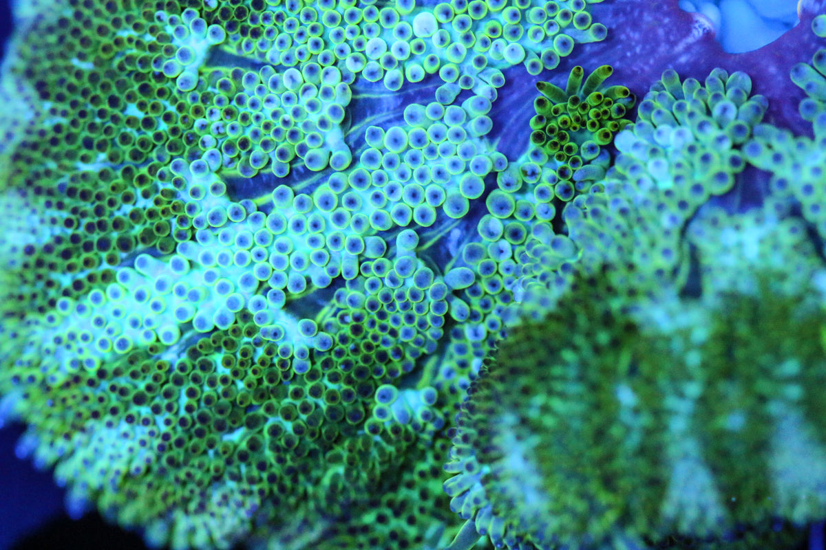 Mini Maxi Carpet Anemone – Colorful Anemone for Reef Tanks | SaltCritters